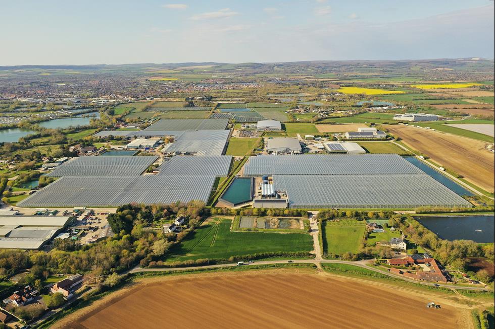 The Summer Berry Company begins year-round British strawberry ...
